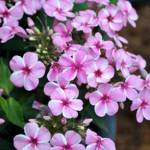 Floks różowy sadzonka w pojemniku do 0,5l • Cena, Opinie - Allegro