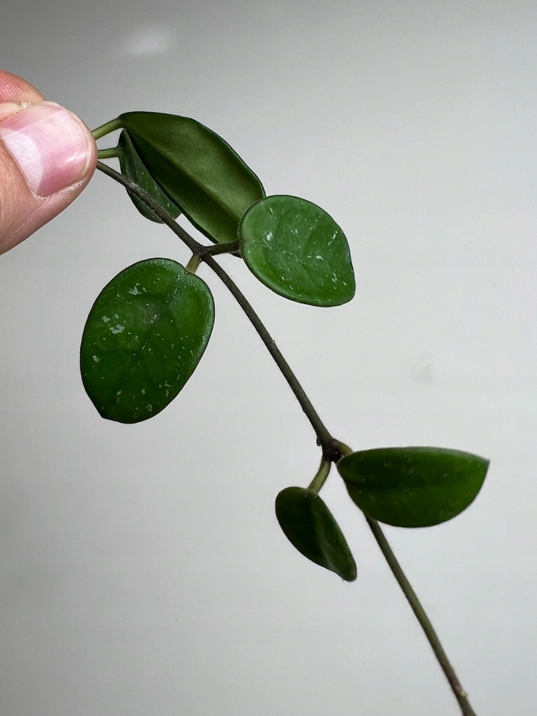 Hoya Mathilde | Sadzonka rośliny hoja (hoya) • Cena, Opinie • Rośliny ...