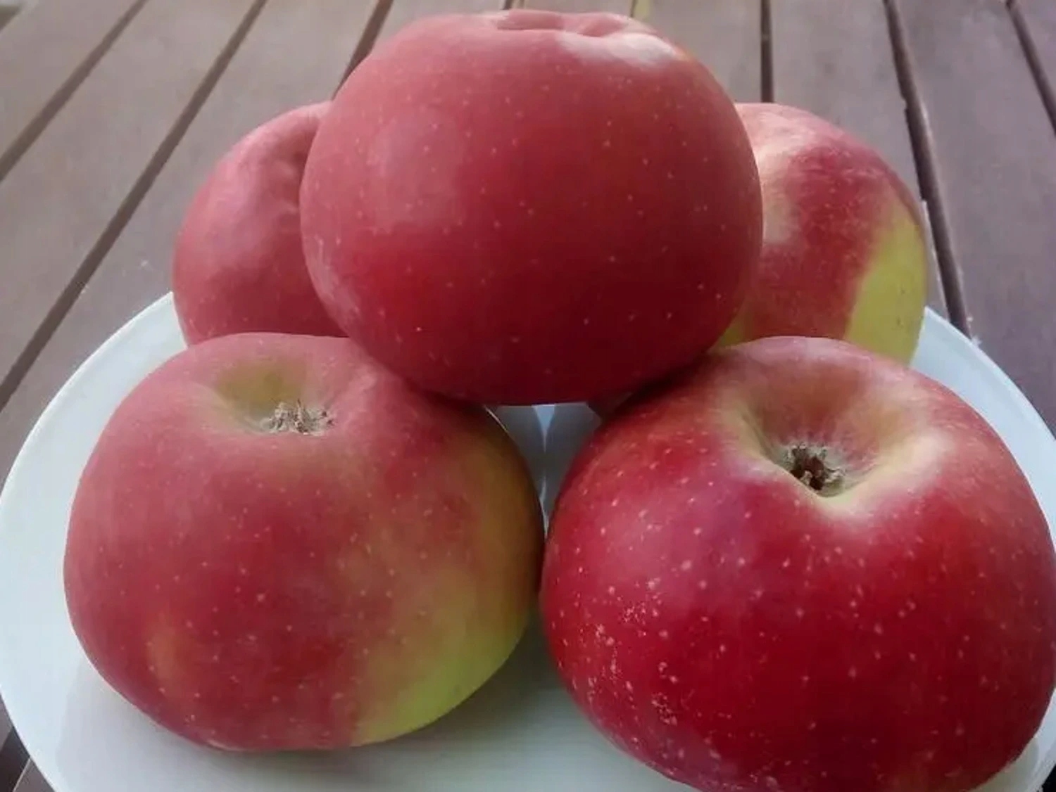 Jan Říha almafa (szabadgyökerű fa), • Ár, Vélemények - Allegro