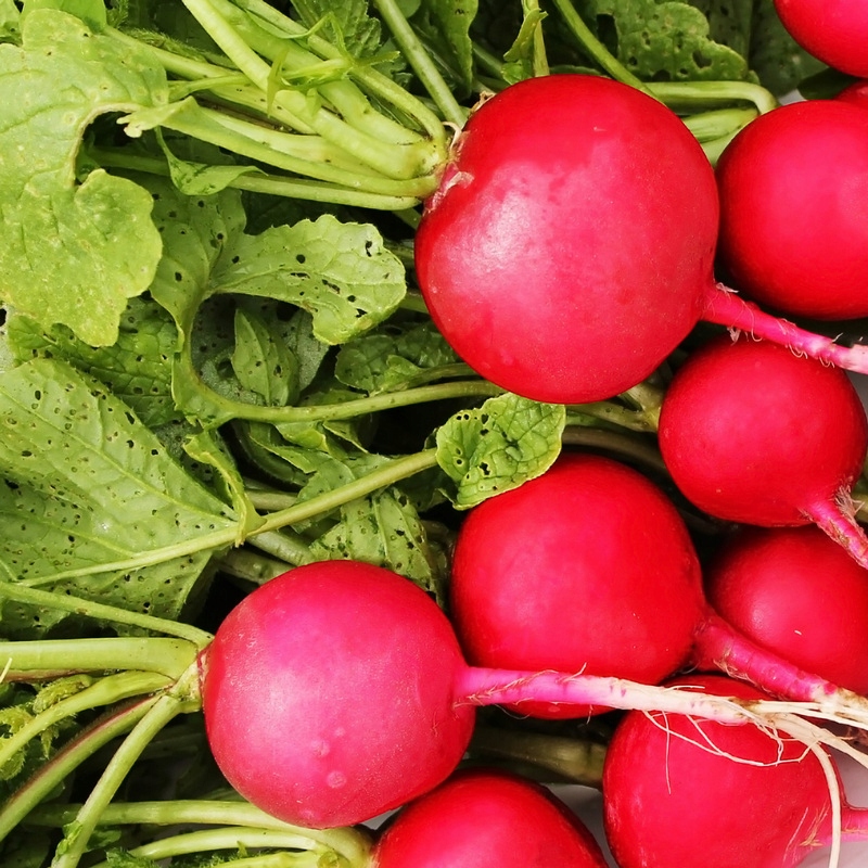 Rzodkiewka Helro - Era - Rośliny ogrodowe - Największy wybór roślin ...