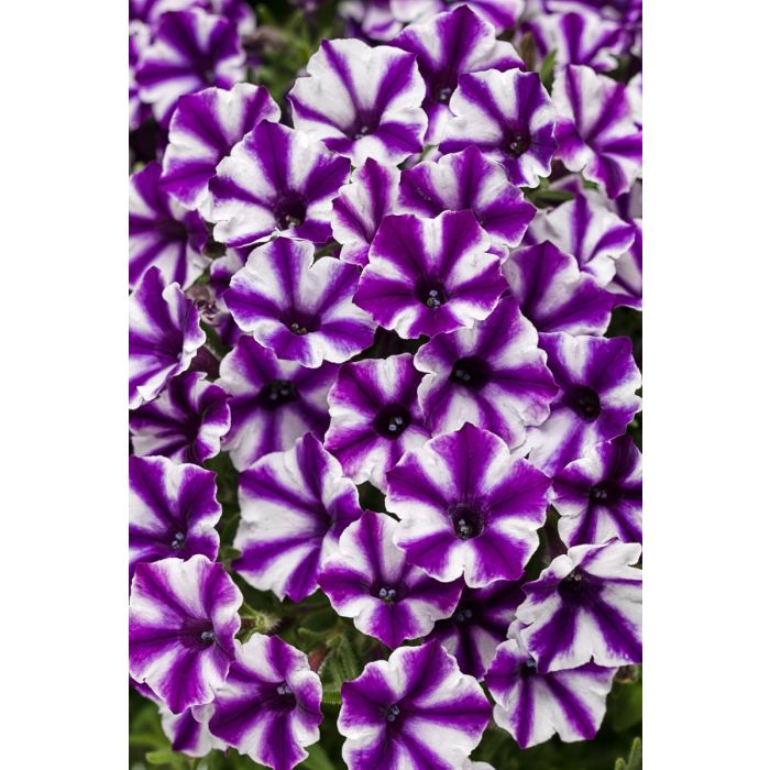 Surfinia Supertunia Mini Vista Violet Star 6 szt. • Cena, Opinie ...