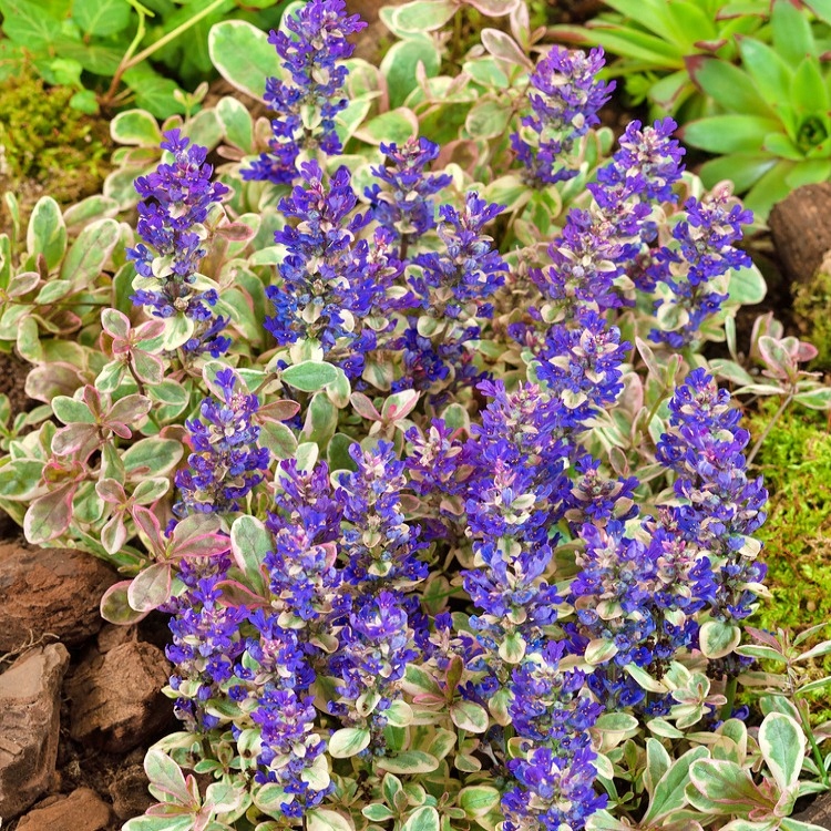 Dąbrówka Rozłogowa Princess Nadia Ciekawe Ładne Sadzonki w Doniczce P12 ...