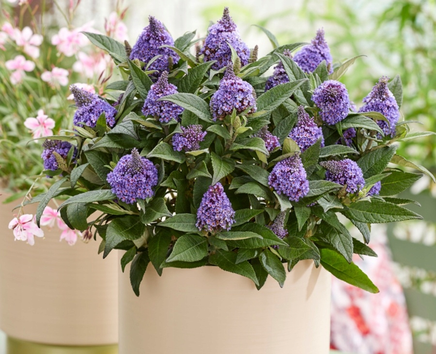Buddleia davidii Rockstars Blue czerwony sadzonka w pojemniku 0,5-1l 10 ...