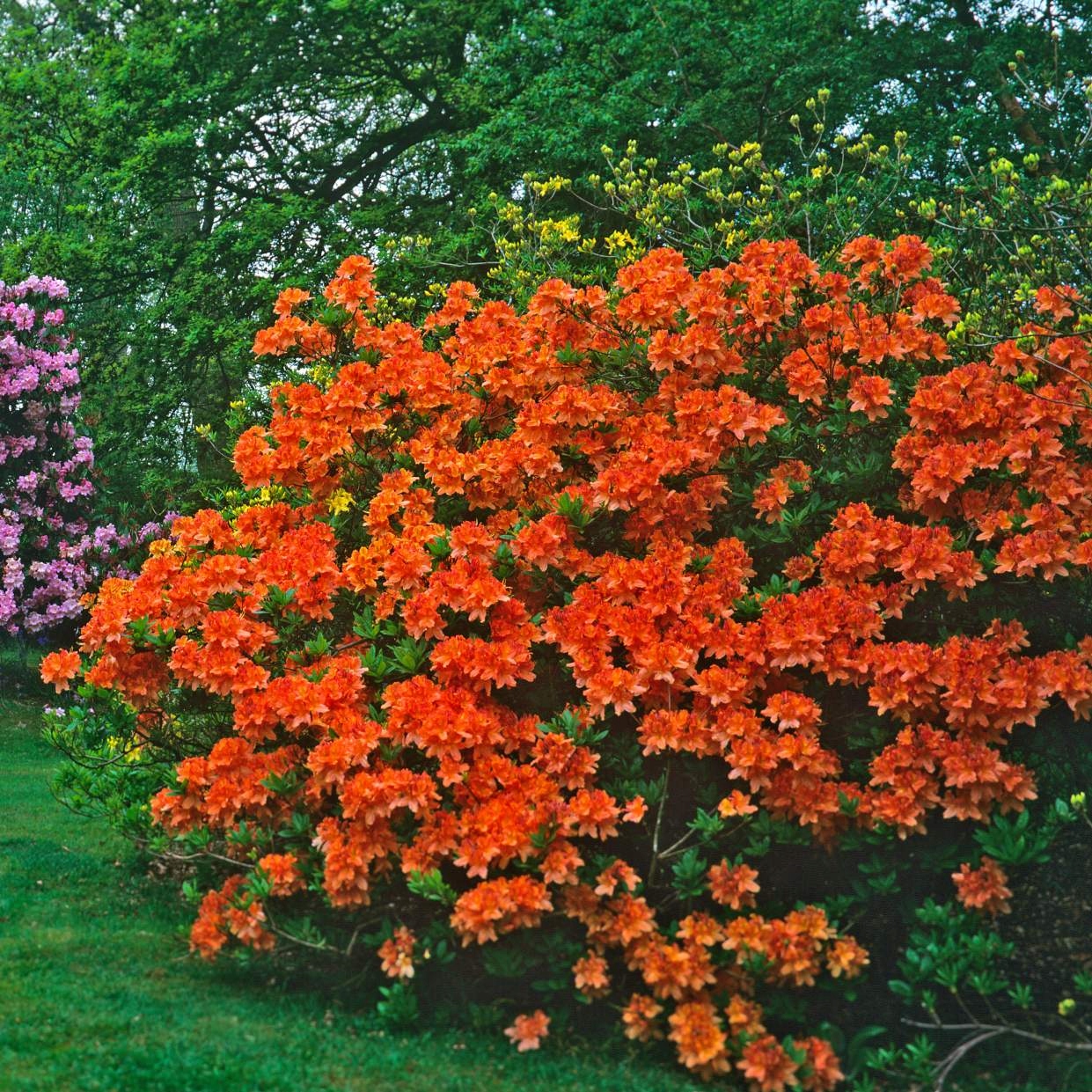 Azalia japońska Geisha Orange (Azalia japońska Geisha Orange) • Cena ...