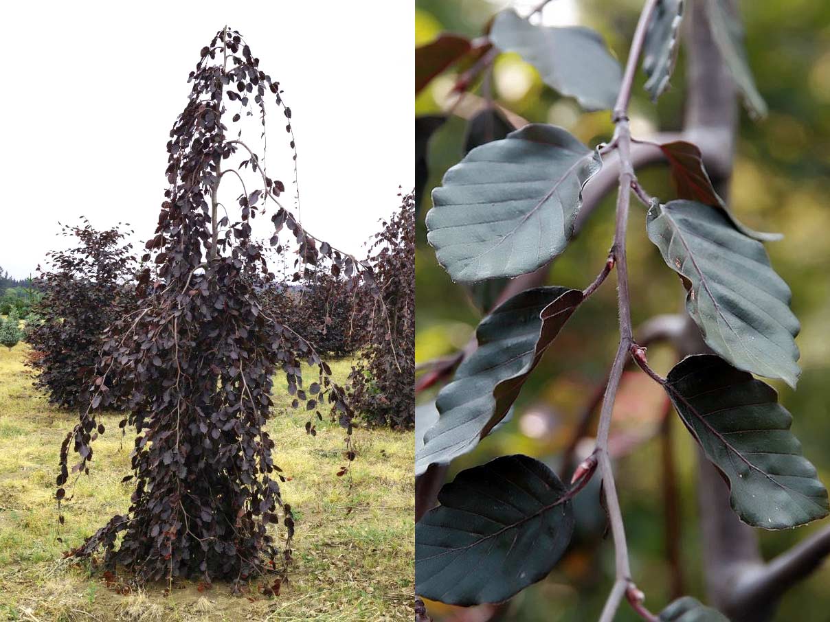 Sadzonki Buka - Drzewa i krzewy liściaste Szkółka roślin ozdobnych A.R ...