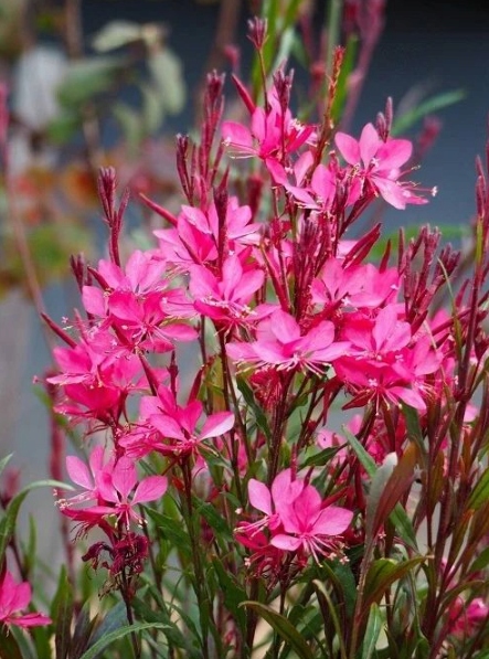 Gaura różowy sadzonka w pojemniku 0,5-1l 10 cm • Cena, Opinie • Byliny ...