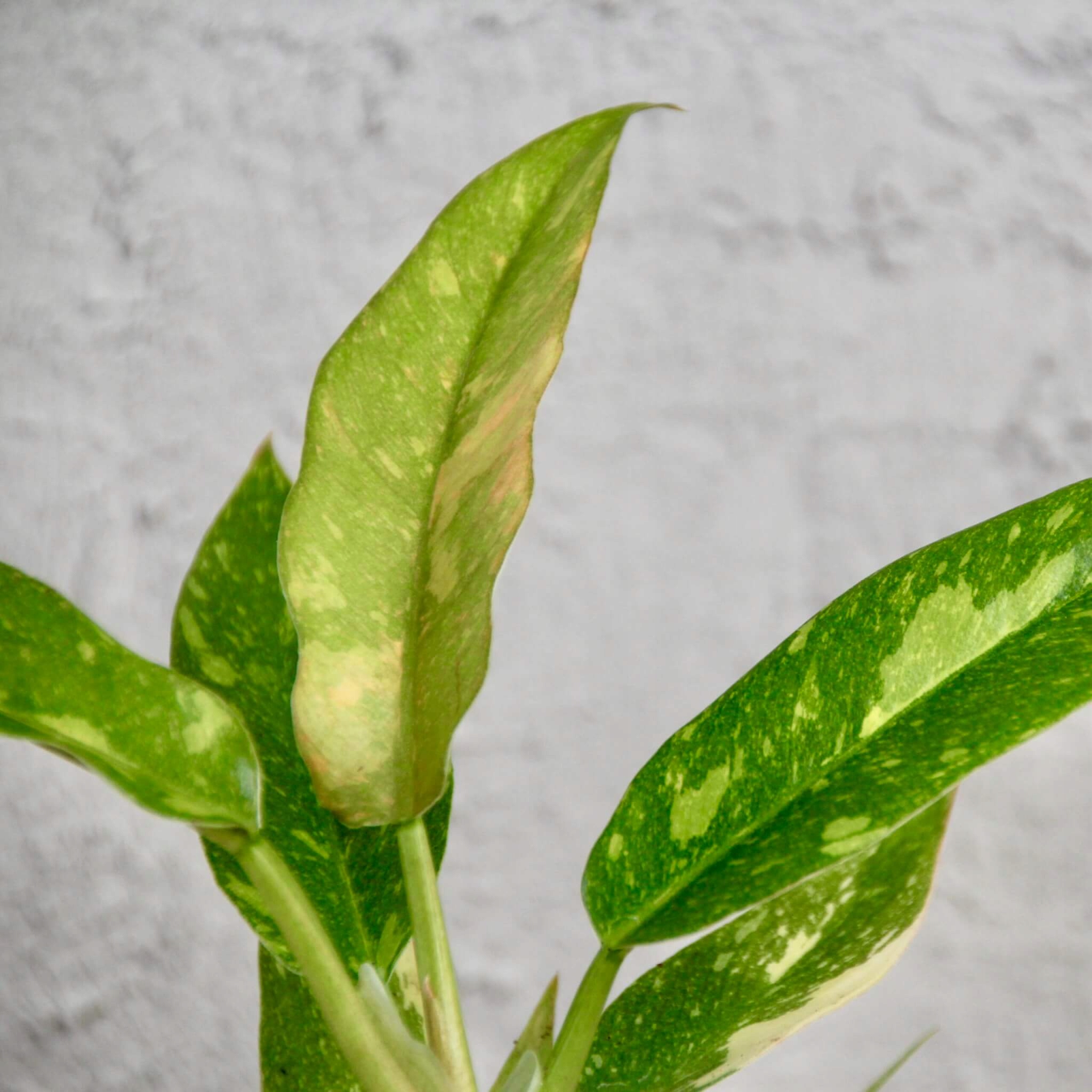 Philodendron Ring of fire baby - Allegro