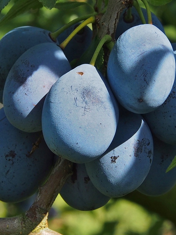 Wegierka Wczesna - Niska cena na Allegro.pl