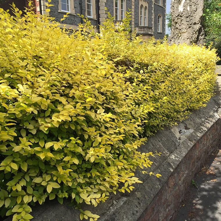 Ligustr vajíčkolistý AUREUM je ideální na ŽIVÝ PLOT za 194.00CZK - Allegro