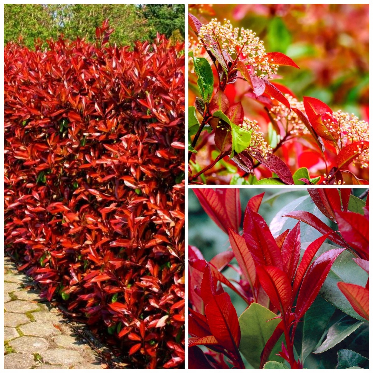 Głogownik Frasera Red Robin Photinia Zimozielona Idealny na Żwyopłot P9 ...