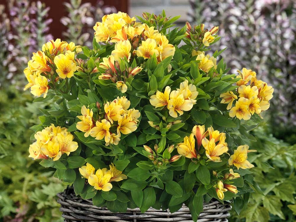 Alstremeria Alstroemeria Sadzonka - Niska cena na Allegro.pl