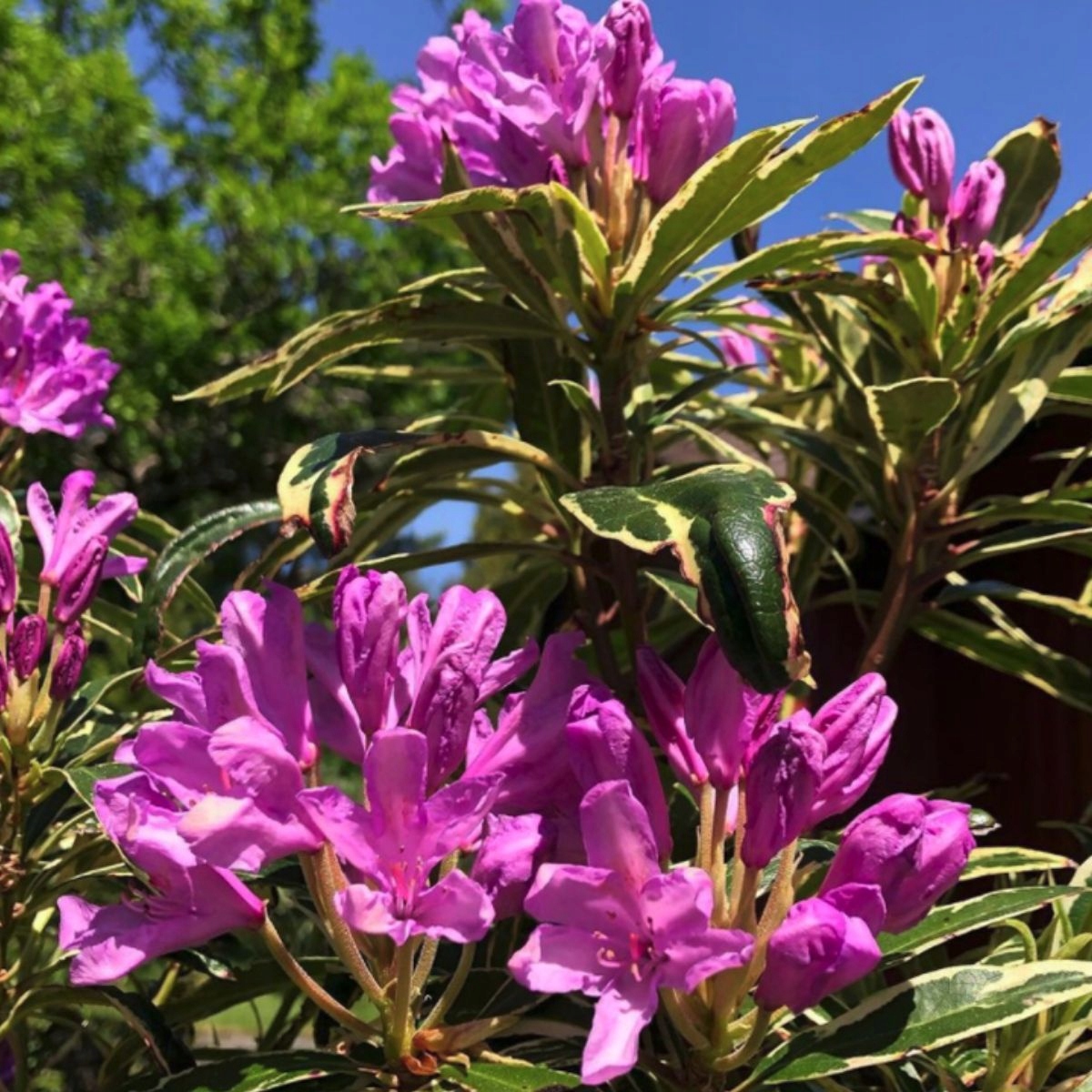 Różanecznik pontyjski VARIEGATUM pachnące fioletowe kwiaty dwubarwne ...
