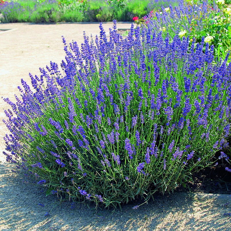 Hidcote sadzonka w pojemniku 2-3l (5904501630030) • Cena, Opinie ...