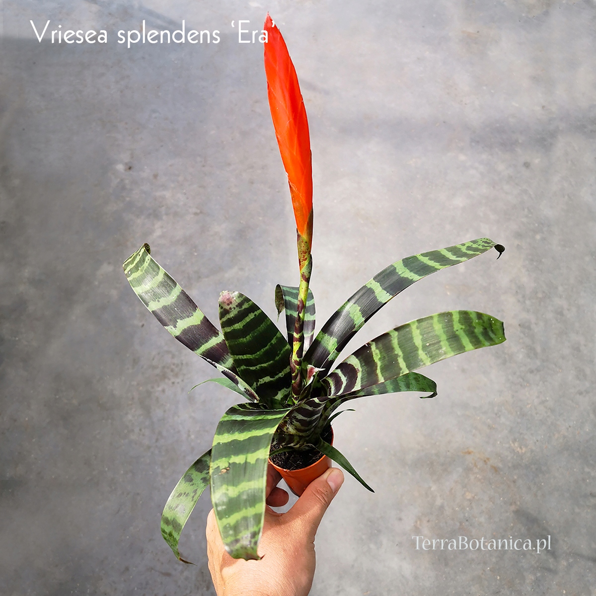 Vriesea splendens 'Era' - terrarium, paludarium (PL-14/65/22007) • Cena ...
