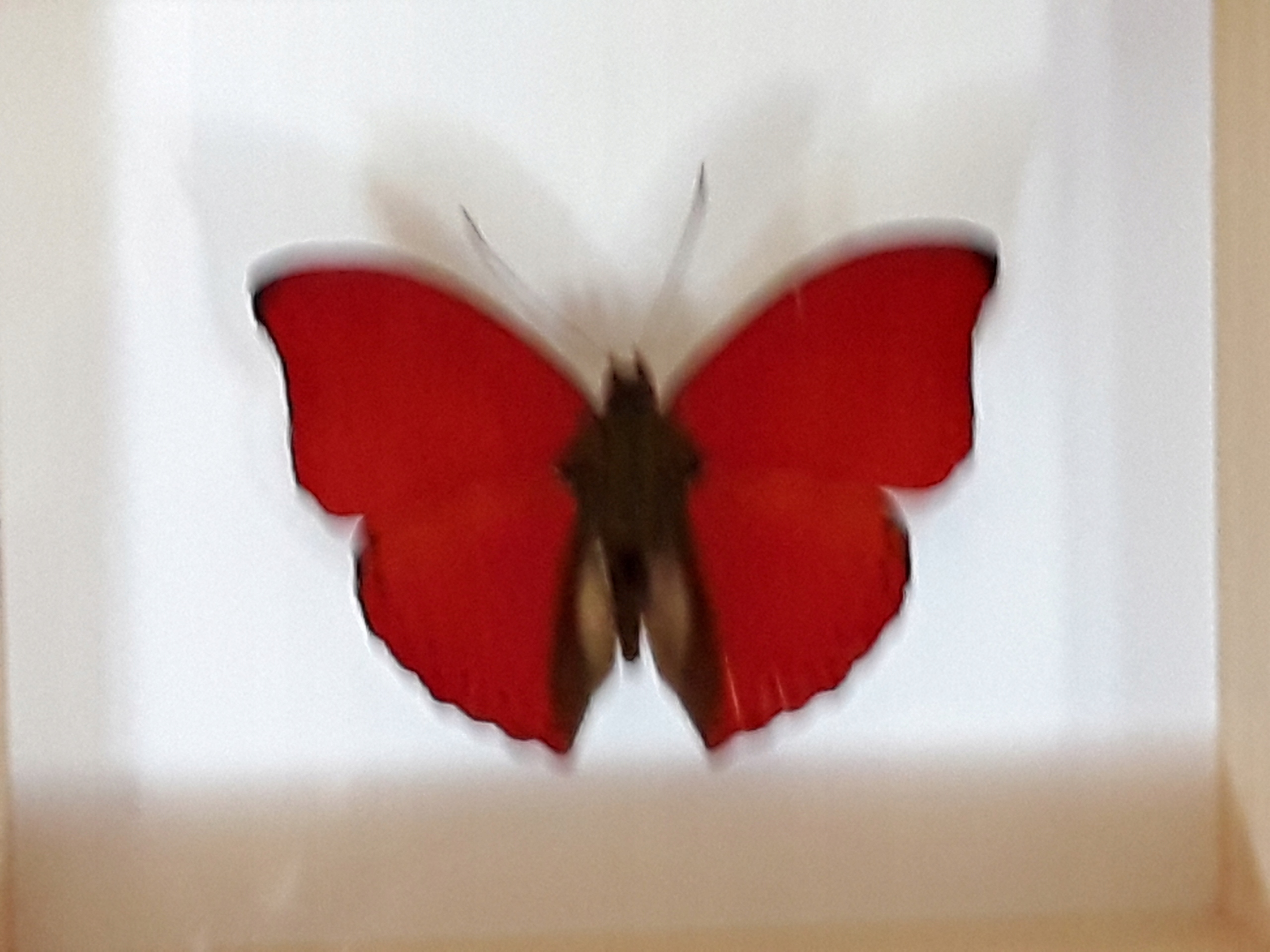 Motyl w ramce 8 x 10 cm . Cymothoe sangaris . • Cena, Opinie • Obrazy ...