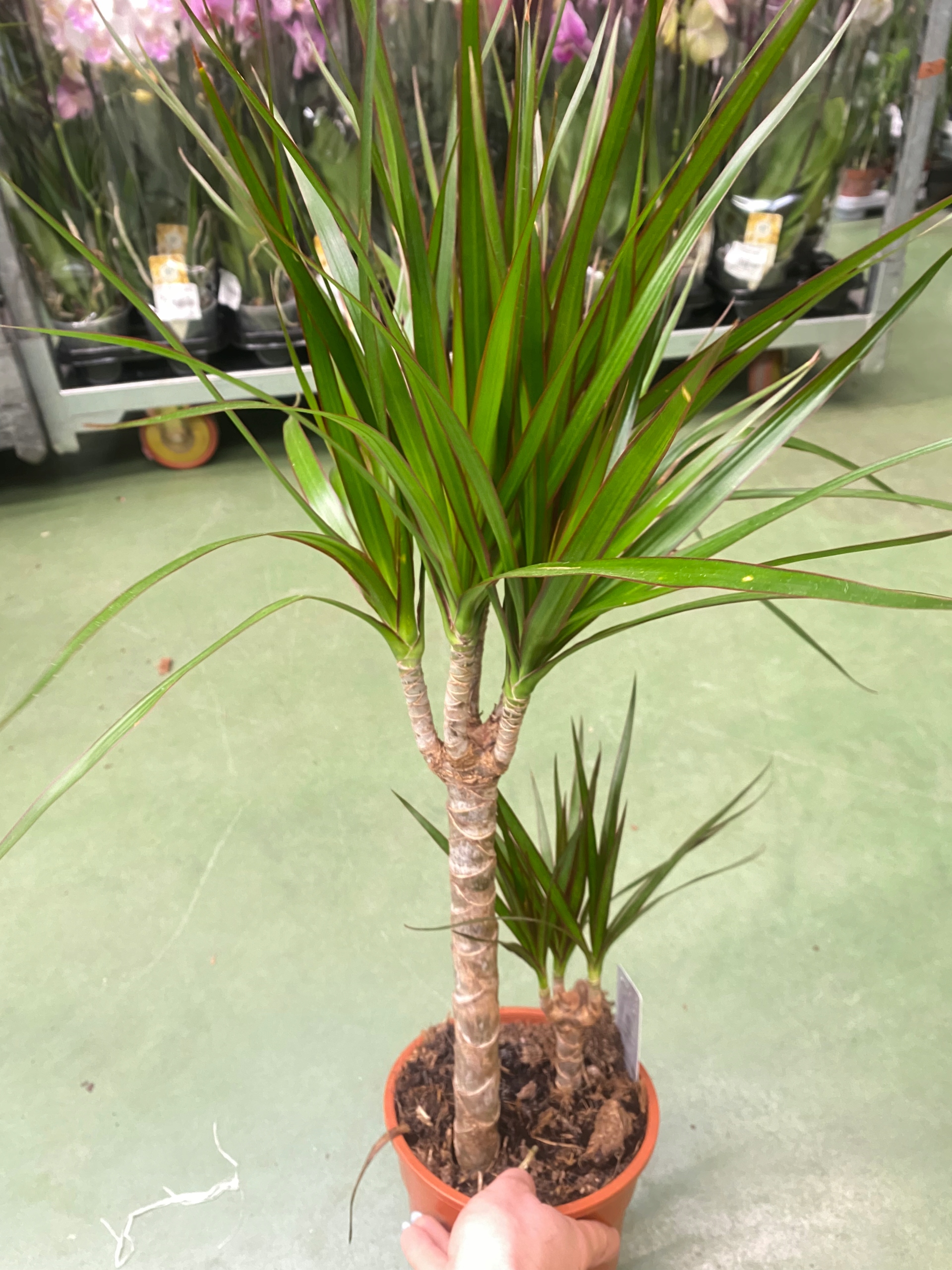 Dracena Marginata 60cm • Cena, Opinie • Rośliny doniczkowe 13666535467 ...