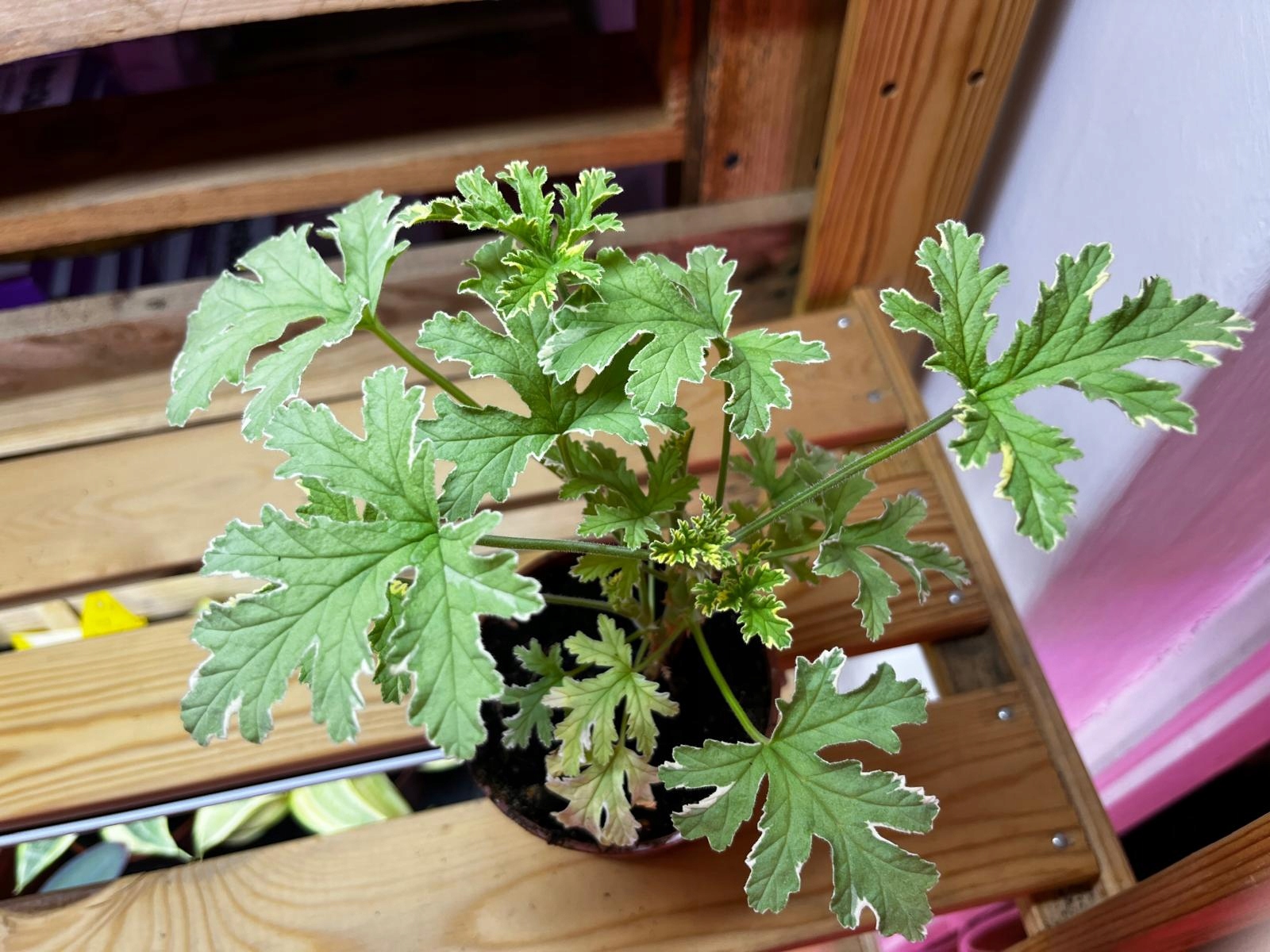 Geranium anginka variegata sadzonka • Cena, Opinie • Rośliny doniczkowe ...