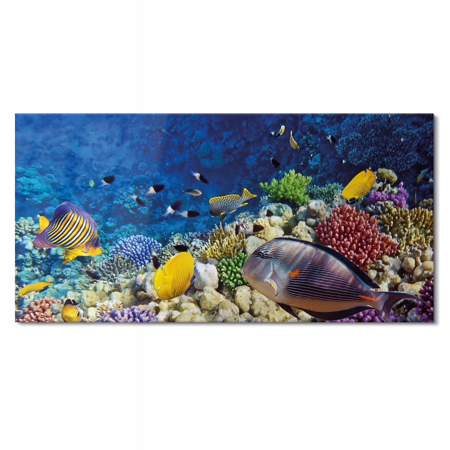 Obraz szklany Rafa koralowa ryby 120x60 • Cena, Opinie • Obrazy ...