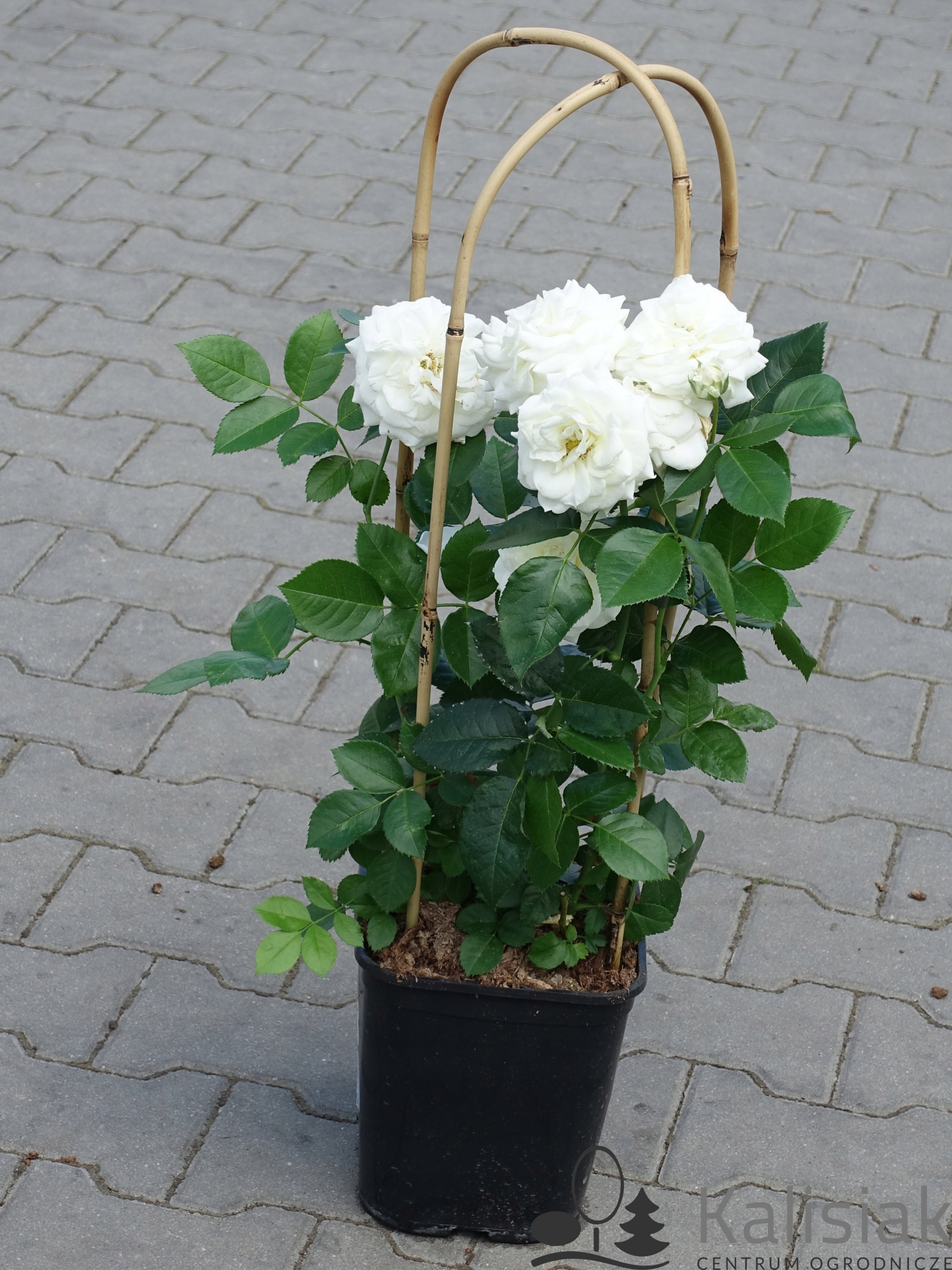 Rosa 'Alabaster' Róża rabatowa 5L 30-40 cm • Cena, Opinie • Róże ...
