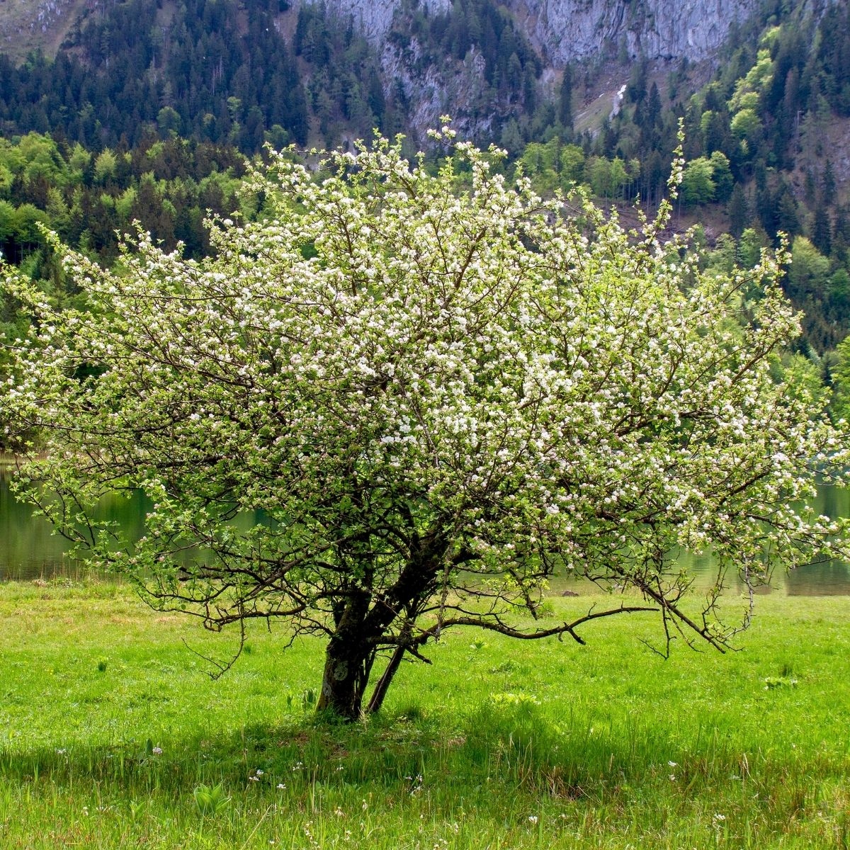 JABŁOŃ DZIKA PŁONKA NA ŻYWOPŁOT LIŚCIASTY 10 SZT • Cena, Opinie ...