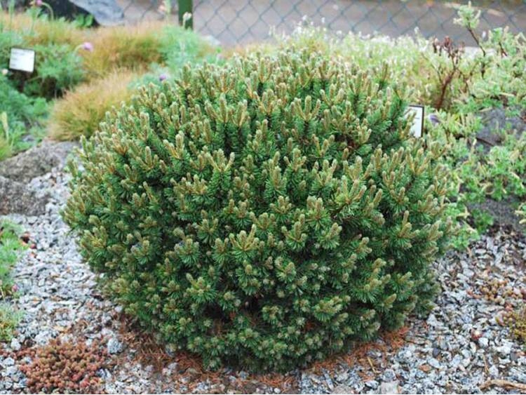 Sosna górska pinus mugo Mini Mops miniaturka nr 01 (Szkółka Acer Osiny ...