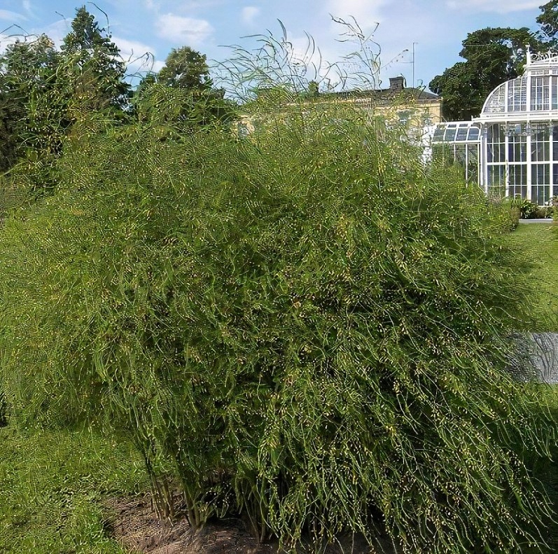 Asparagus ogrodowy, Asparagus officinalis • Cena, Opinie • Rośliny ...