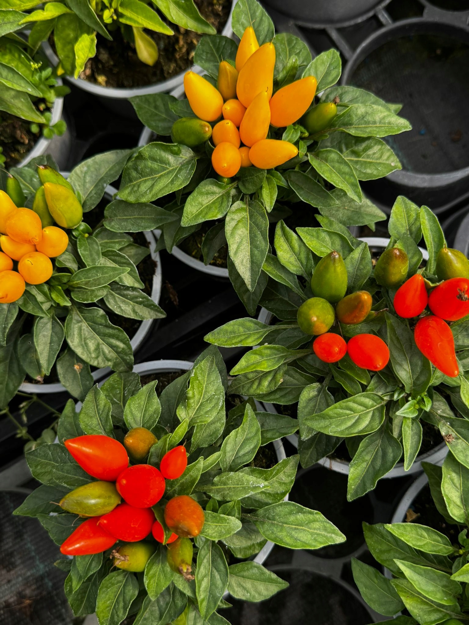 Paprzyczka ozdobna MINI Capsicum NACHOS MIX - sadzonka • Cena, Opinie ...