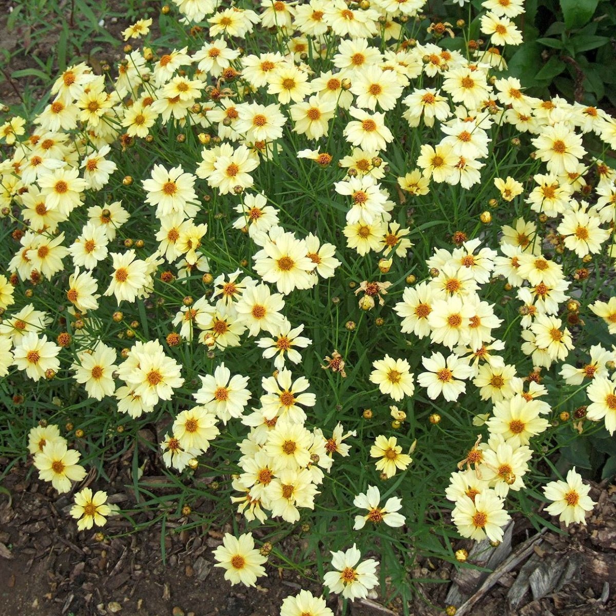 Nachyłek wielkokwiatowy UPTICK CREAM wieloletni sadzonka sadzonki bylin • Cena, Opinie • Byliny ...