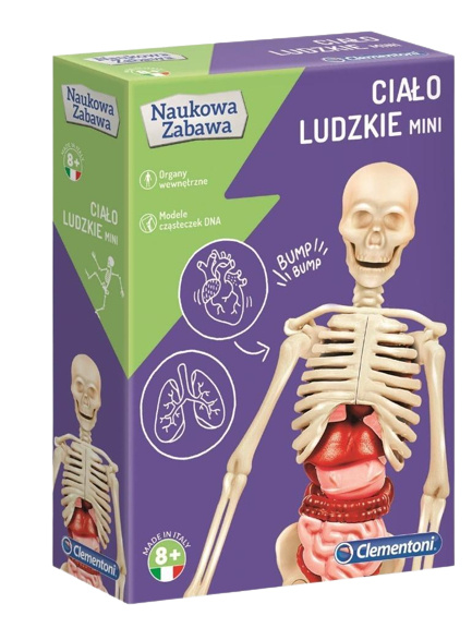 Cialo Ludzkie Model - Niska cena na Allegro