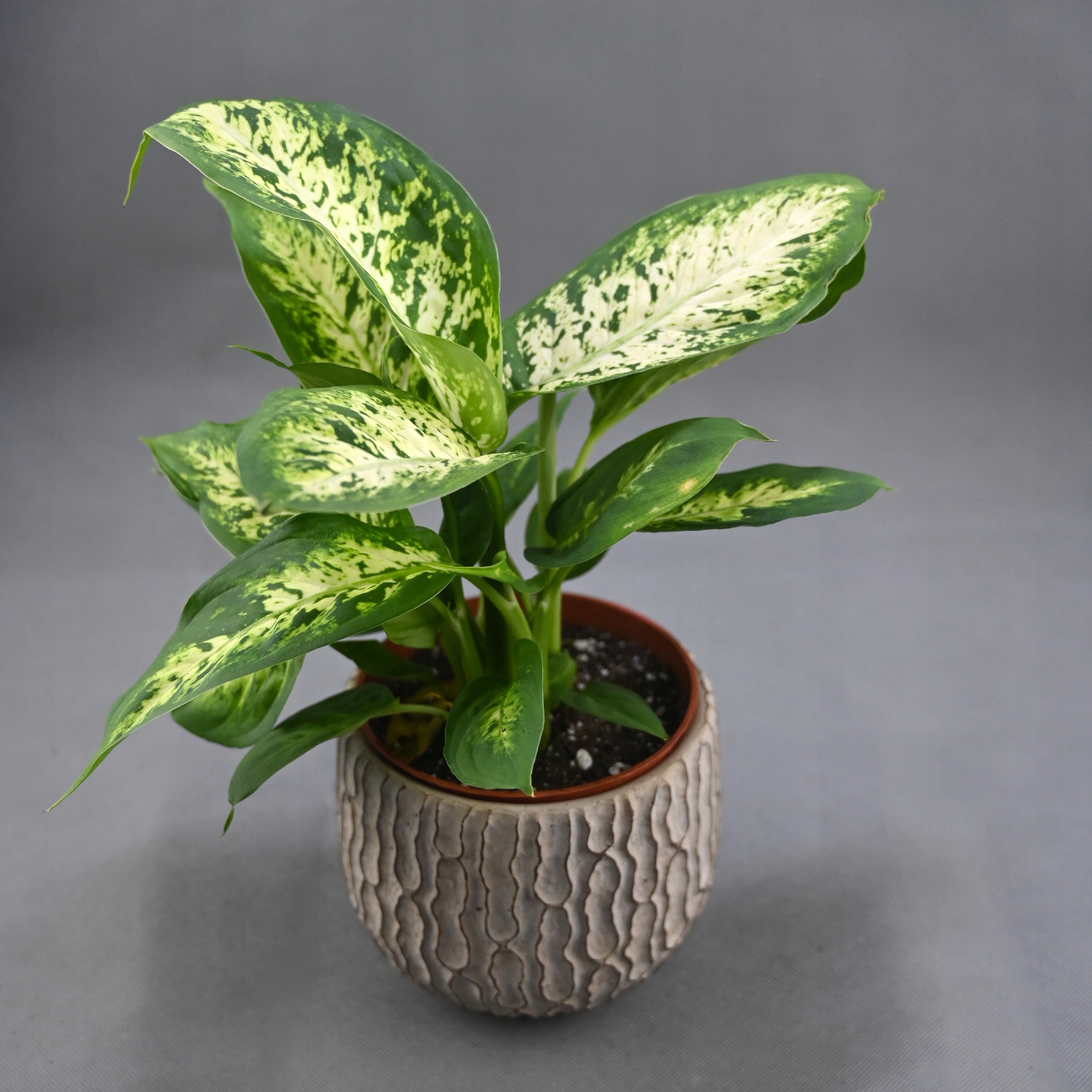 Dieffenbachia Difenbachia Compacta SADZONKA 45 cm (inny) • Cena, Opinie ...