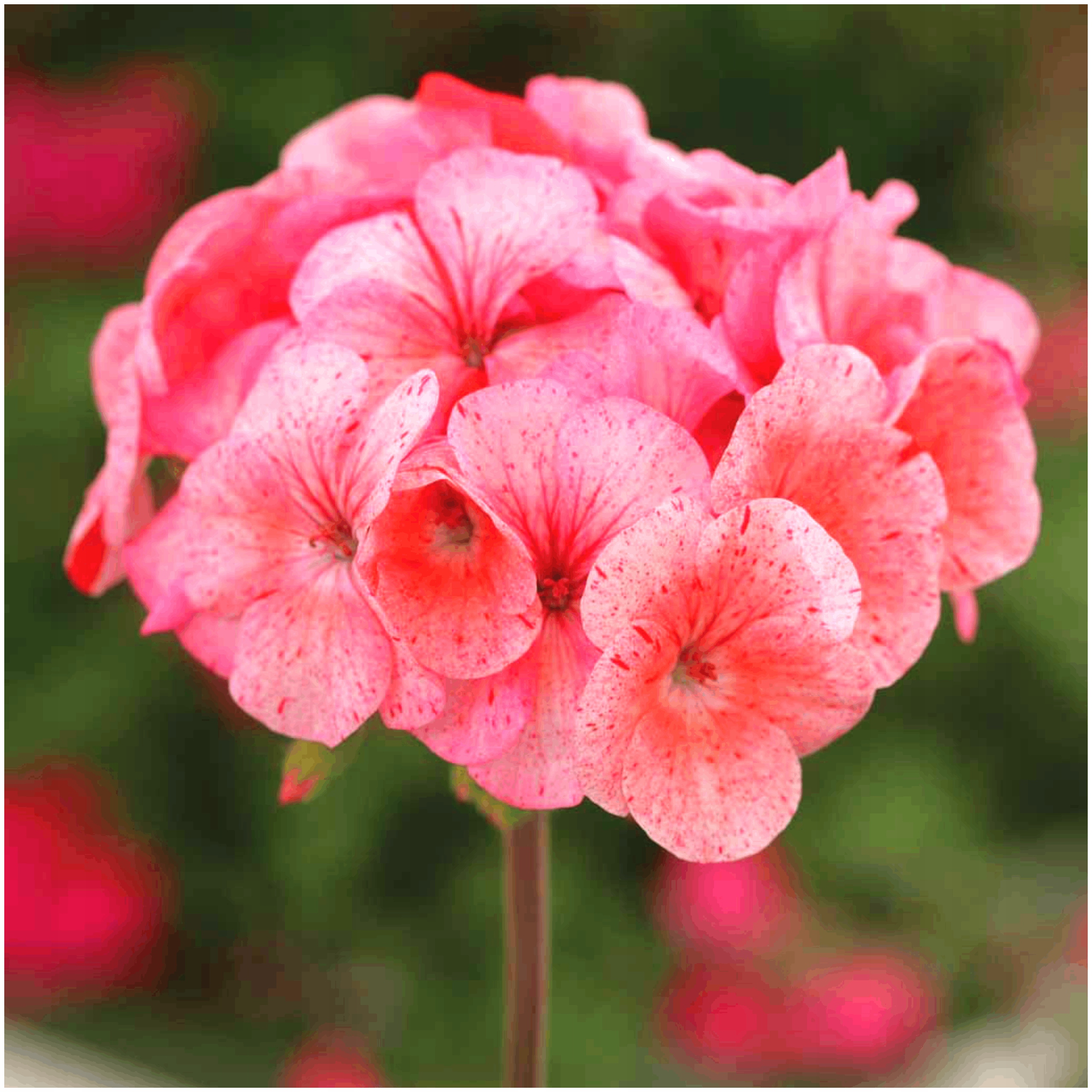 PELARGONIA RABATOWA RASPBERYY nasiona (5907651422289) • Cena, Opinie ...