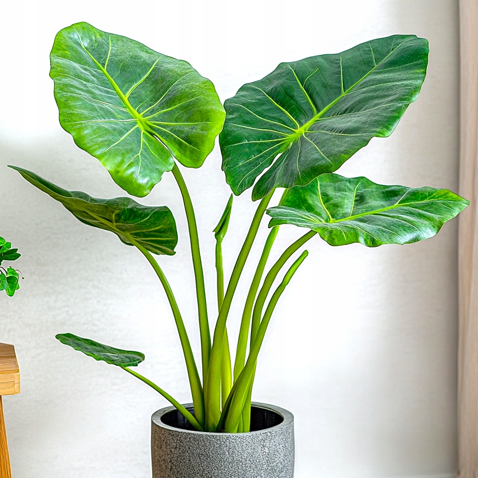 Alocasia Macrorrhiza DUŻE ZIELONE LIŚCIE Alokazja Olbrzymia - Słoniowe ...