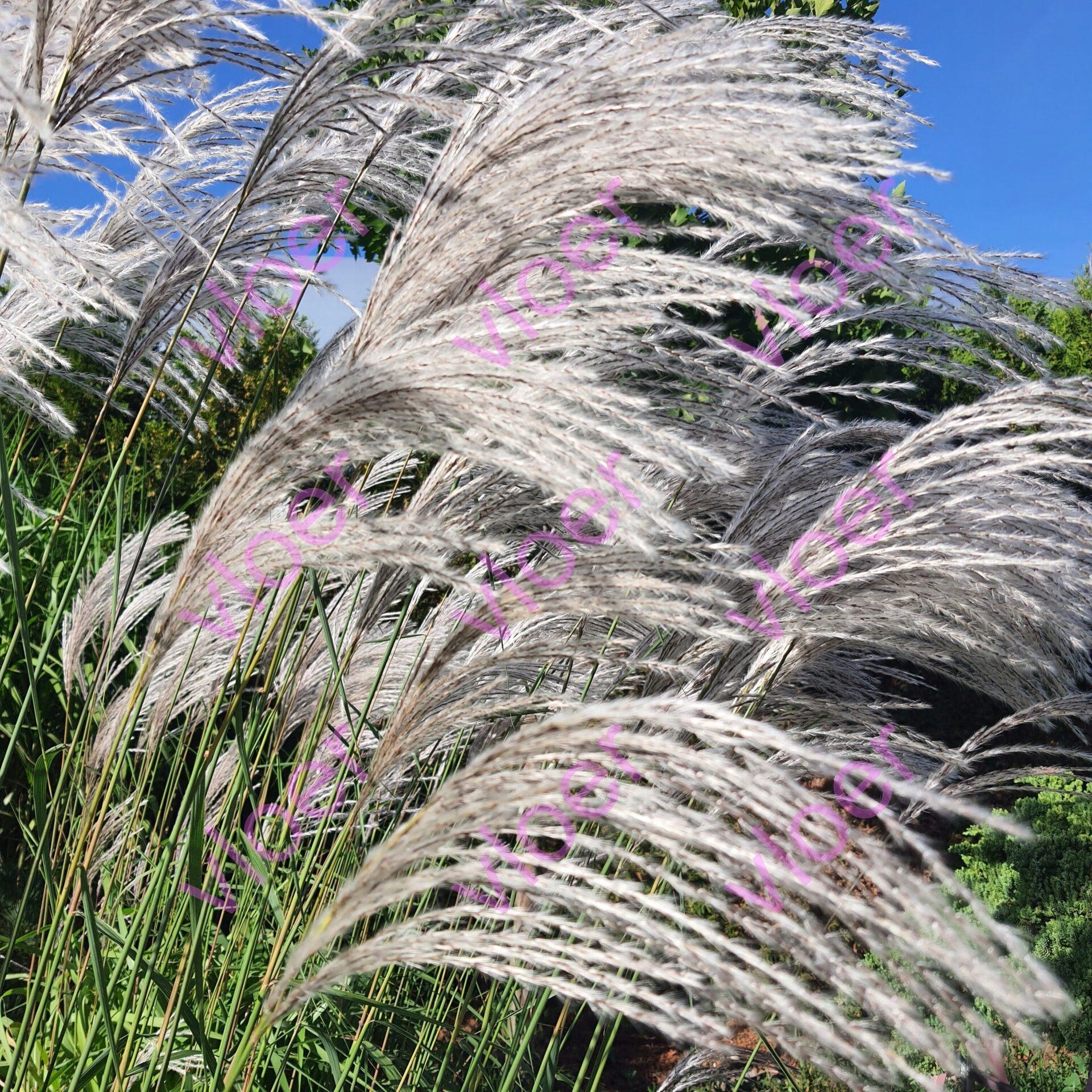 Miskant chiński Memory TRAWA 0.5l • Cena, Opinie • Trawy 17439524718 ...