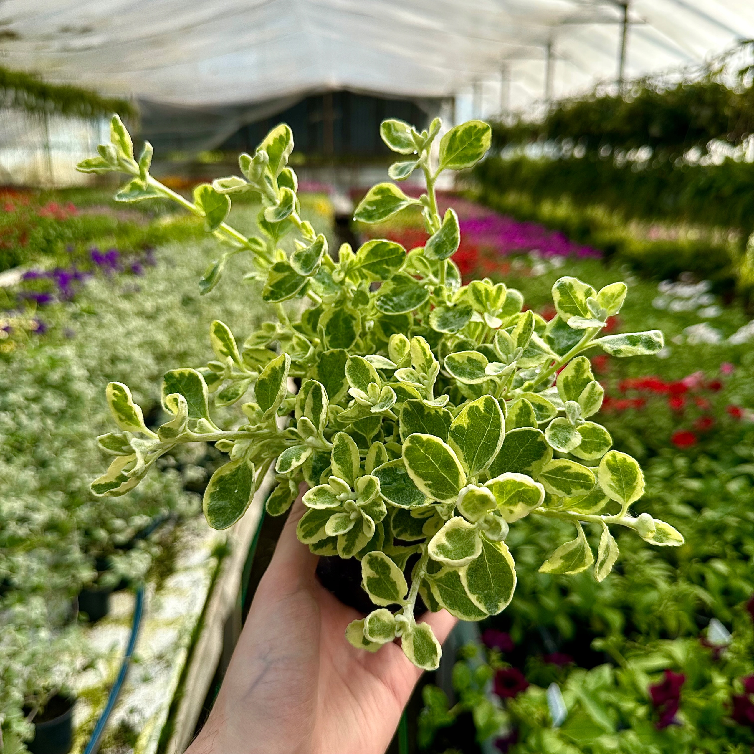 Kocanka ogrodowa włochata Helichrysum Rondello DUŻA SADZONKA • Cena ...