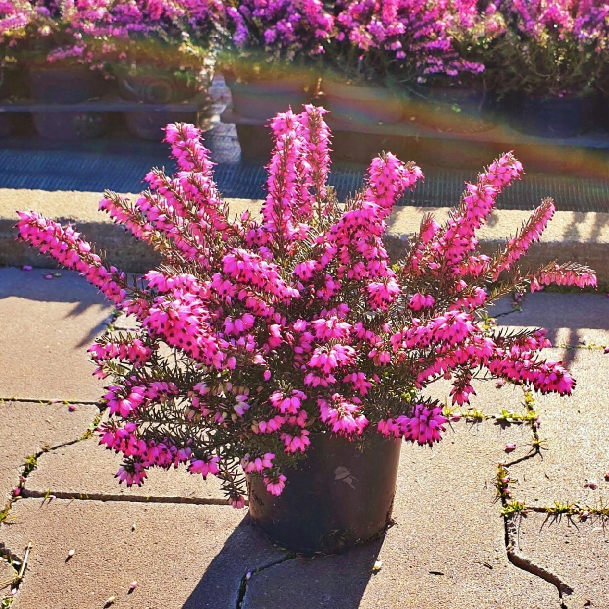 WRZOSIEC CZERWONY wiosenny duże sadzonki P12 • Cena, Opinie • Byliny ...