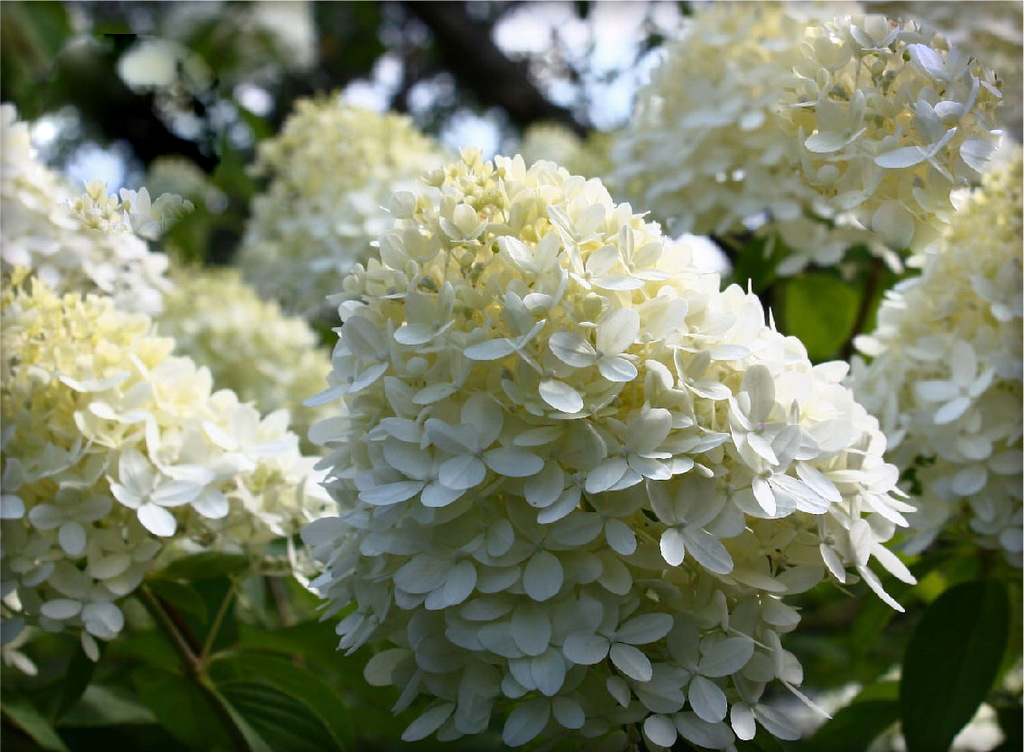 HORTENZIE KYTICE PANFLORA za 75.00CZK - Allegro