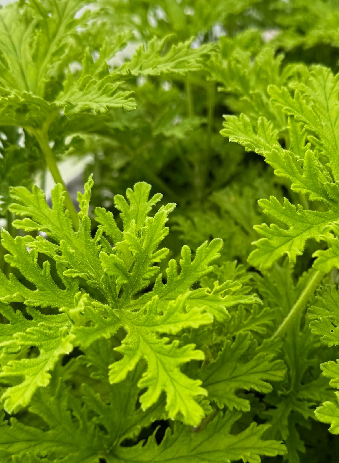 Geranium Pelargonia pachnąca Anginka - sadzonka w doniczce • Cena ...