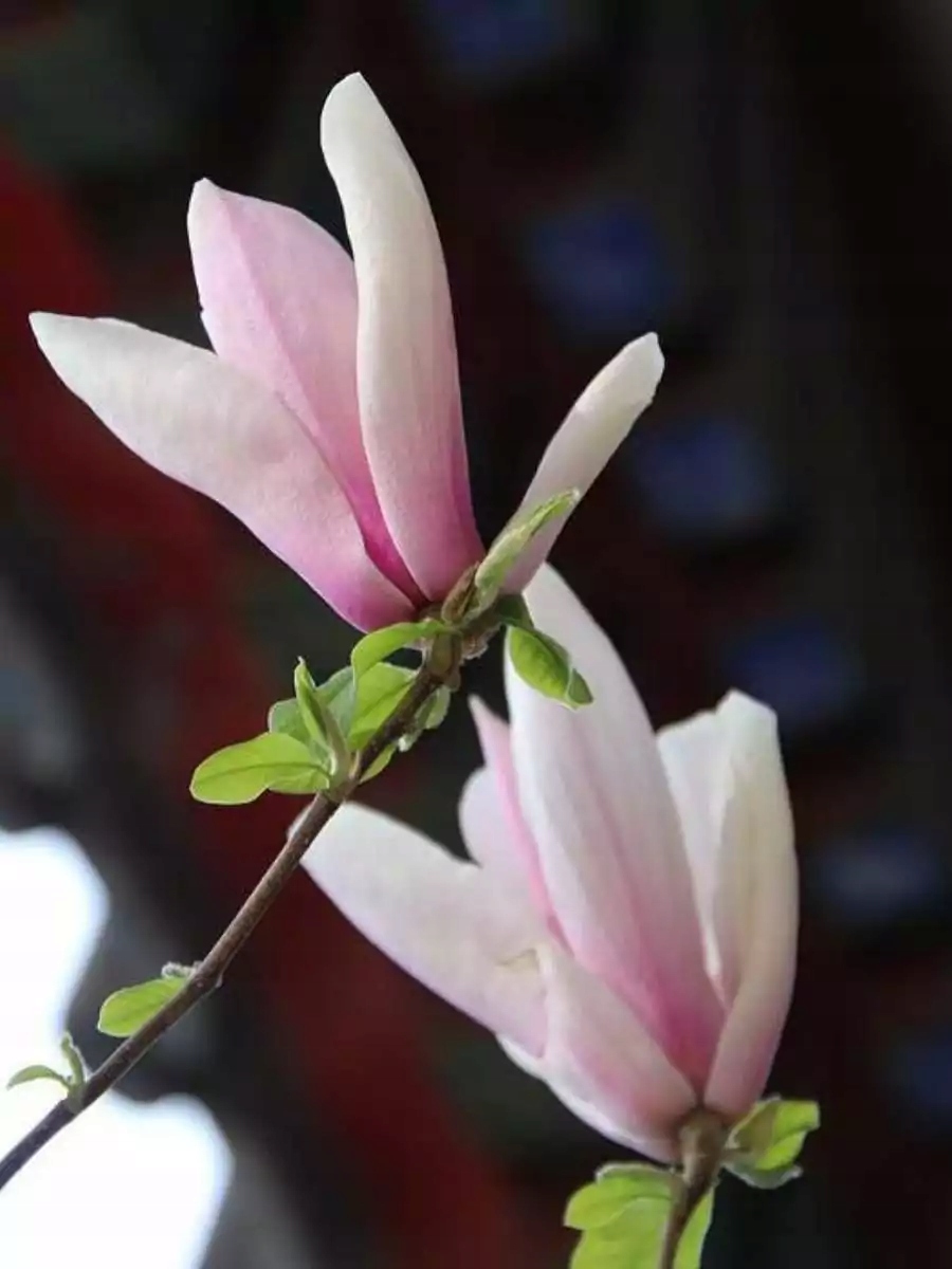 Magnolia FULL ECLIPSE 5l • Cena, Opinie • Drzewa i krzewy liściaste ...