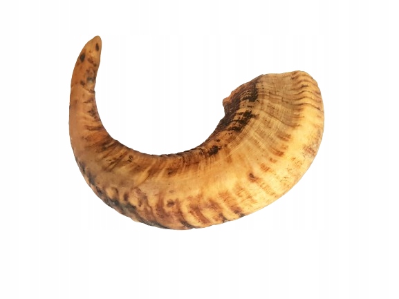 Róg Barani - Niska cena na Allegro