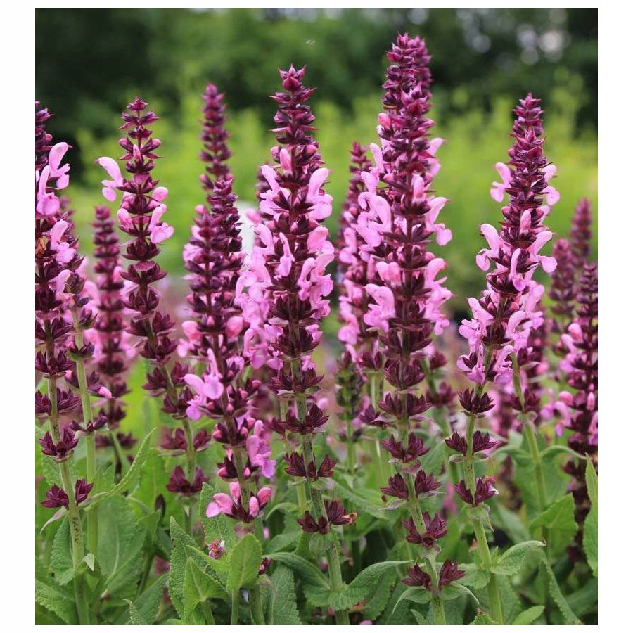 Kompaktní růže, Šalvěj RŮŽOVÁ BARVA, sazenice 0,5 l za 74.00CZK - Allegro