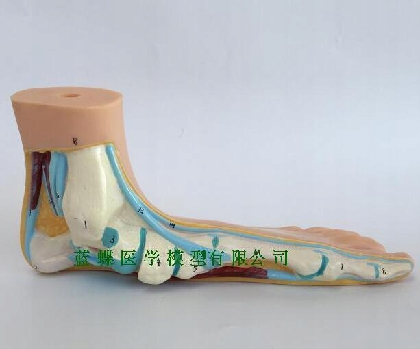 jeden styl płaskiej stopy Model stopy ludzka stopa (9077948140953 ...