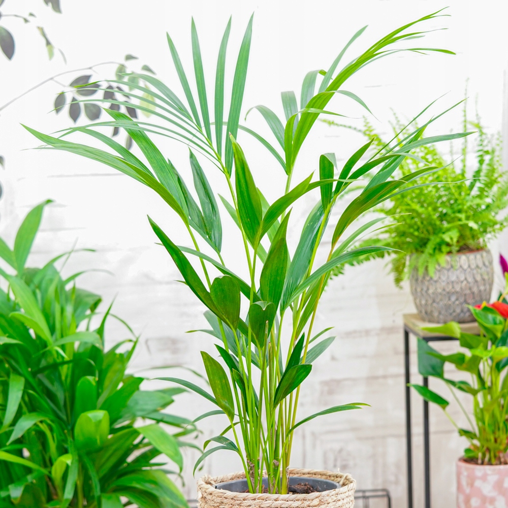 Palm Howea - Rośliny doniczkowe | Allegro