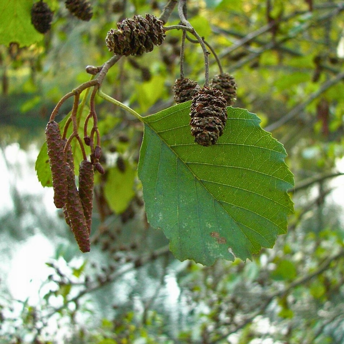 OLCHA CZARNA OLSZA SZYSZKI SADZONKI 10SZT • Cena, Opinie • Drzewa i krzewy liściaste 14102518725 ...