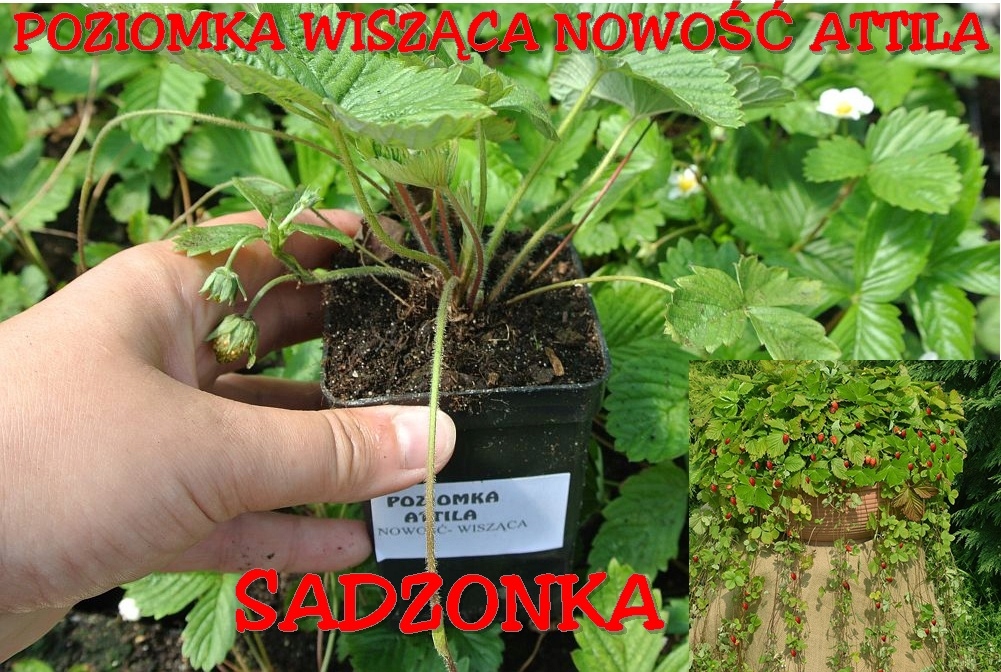 Poziomki i truskawki ATTILA WISZĄCA sadzonka w pojemniku do 0,5l 2-5 cm ...