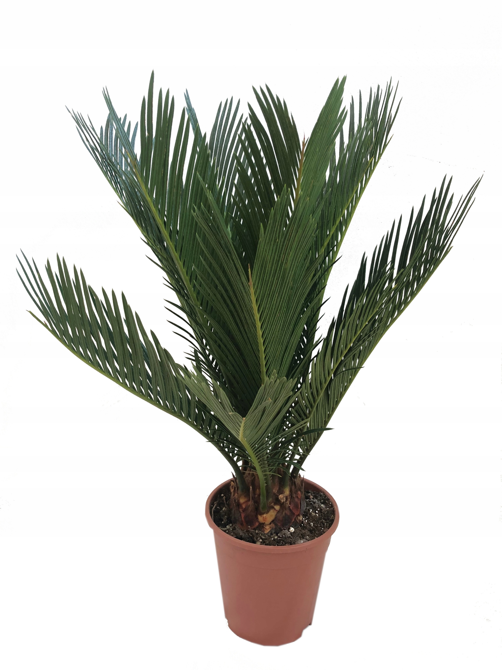 CYKAS REVOLUTA PALMA SAGOWIEC DUŻY ŻYWA ROŚLINA (102) • Cena, Opinie ...