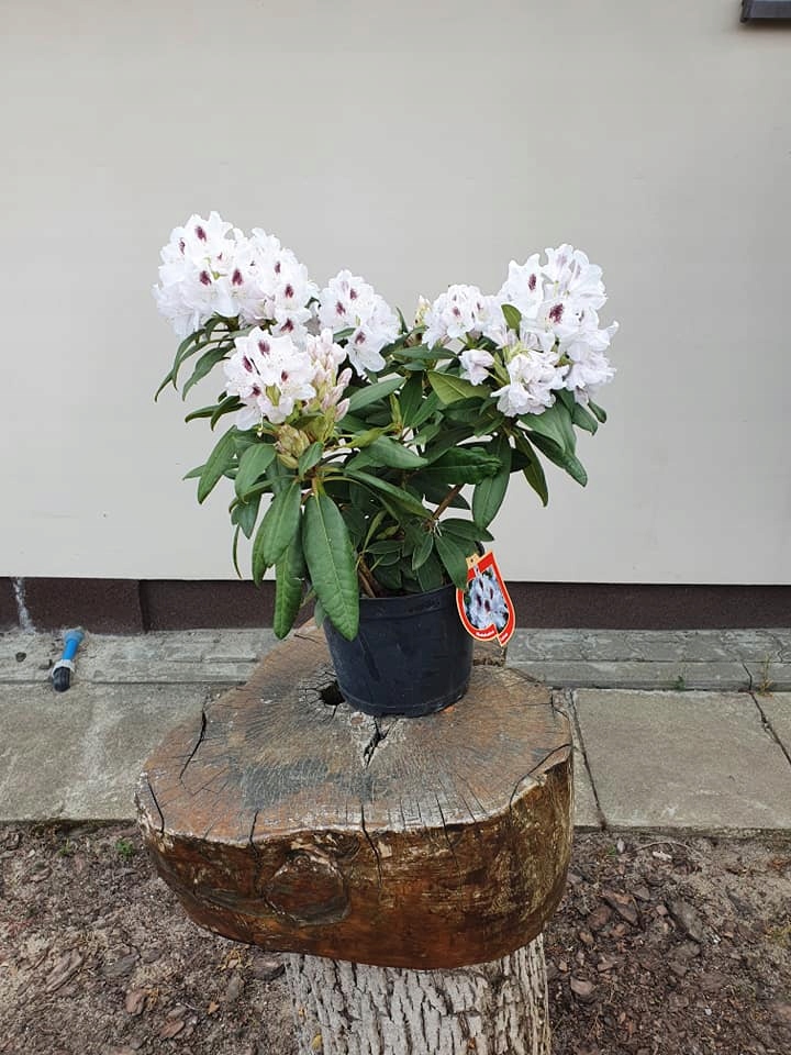 Rododendron różanecznik calsap Biały • Cena, Opinie • Drzewa i krzewy ...