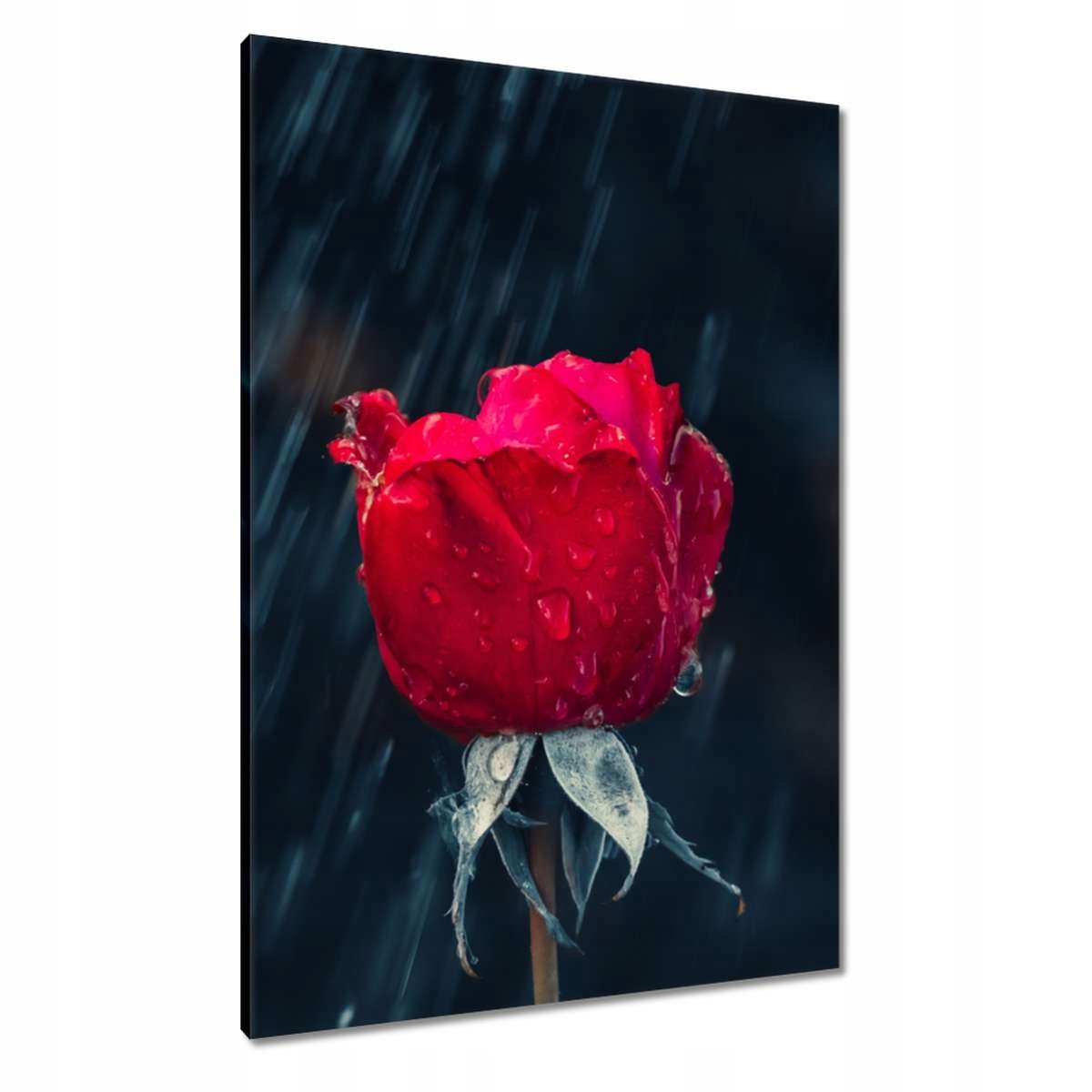 70x100-as Képek Rózsa Virág Virágok Rózsák, • Ár, Vélemények - Allegro