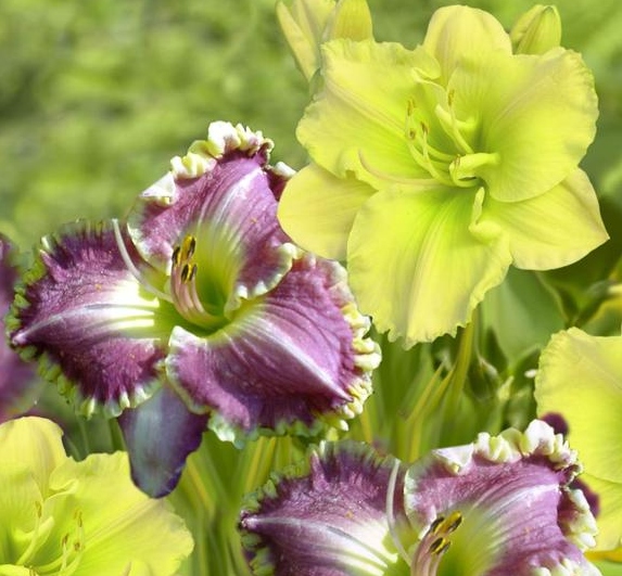 LILIA BESTSELLER PIĘKNIE PACHNĄCA 1 SZTUKA CEBULI • Cena, Opinie ...