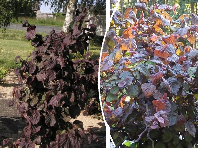 Orzechy włoskie i leszczyna Purpurea Pendula sadzonka w pojemniku 3-5l ...