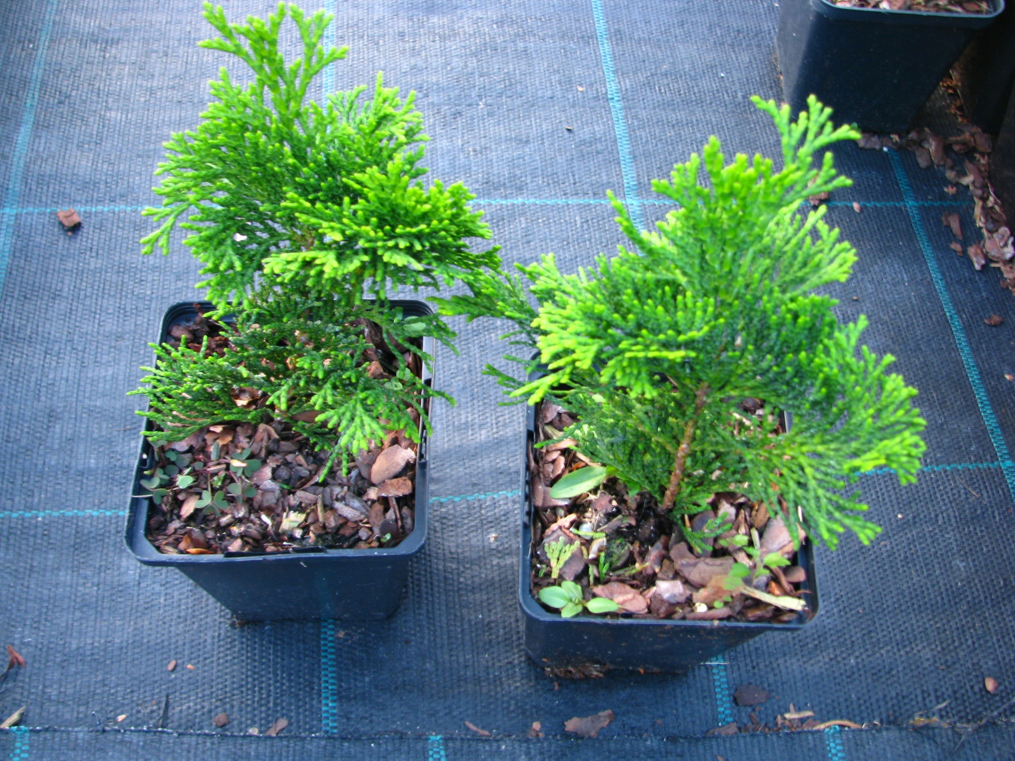 K11 CYPRYS CYPRYSIK GRACILIS P-9 CZANIEC • Cena, Opinie • Drzewa i krzewy iglaste 15256695779 ...